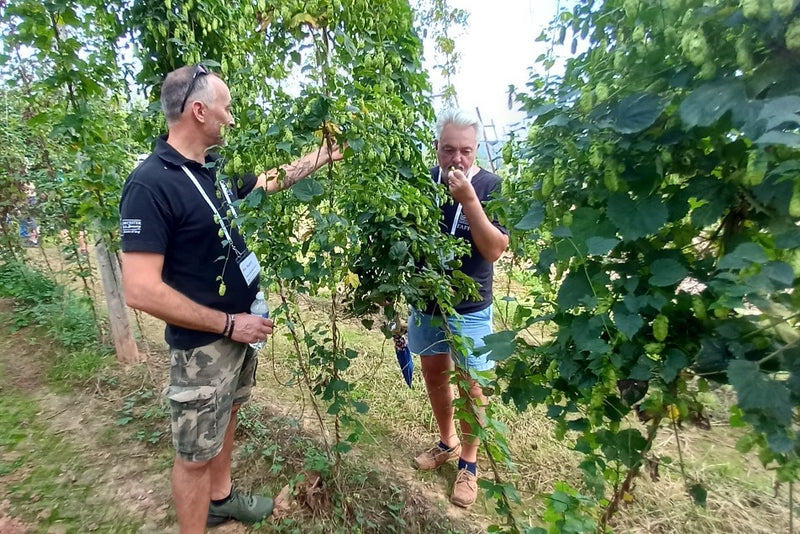 Hop harvesting - Towcester Mill Brewery Shop